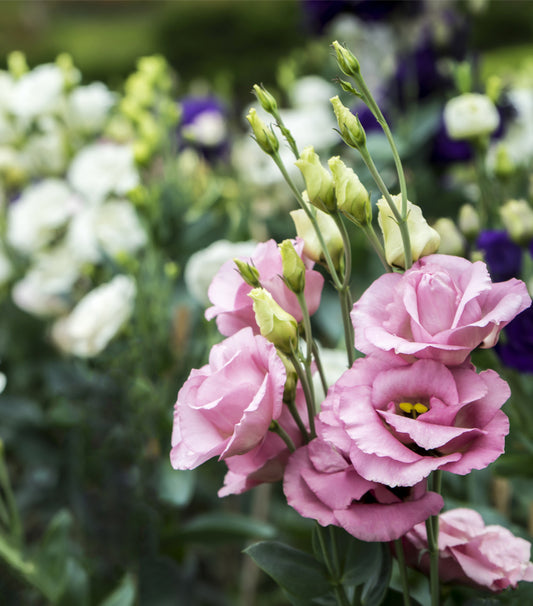 Pourquoi Pas Fleurs | Best Florist & Flower Delivery in Brossard